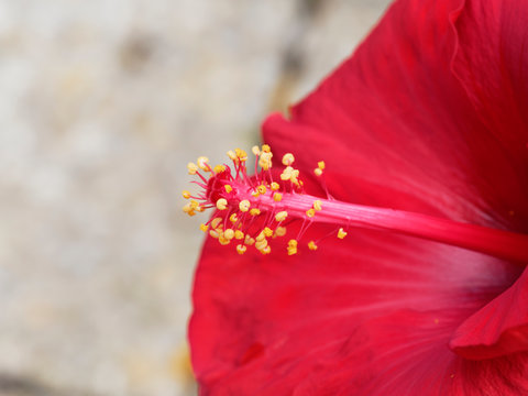 "Rose De Cayenne" Images – Browse 35 Stock Photos, Vectors, and Video ...