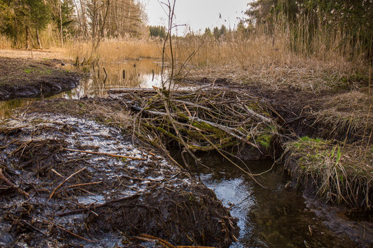 Biberbau bilder – Bläddra bland 157 stockfoton, vektorer och videor ...