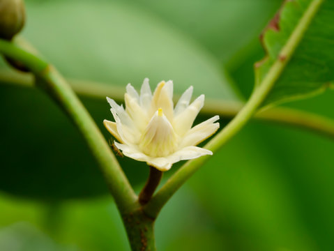 Bokul Images – Browse 63 Stock Photos, Vectors, and Video | Adobe Stock