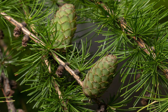 รูปภาพMicrostrobilus – เลือกดูภาพถ่ายสต็อก เวกเตอร์ และวิดีโอ208 ...