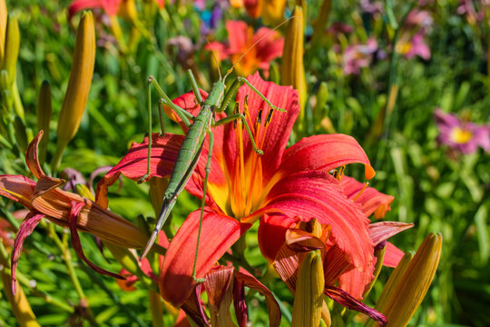 Graminivorous Images – Browse 483 Stock Photos, Vectors, and Video ...