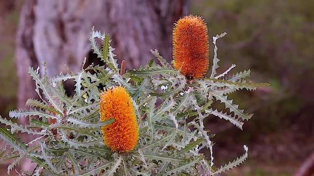 "Orange Banksia" Images – Browse 114 Stock Photos, Vectors, and Video ...
