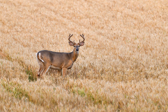 32,345 BESTE Rehaugen BILDER, STOCK-FOTOS & -VEKTORGRAFIKEN | Adobe Stock