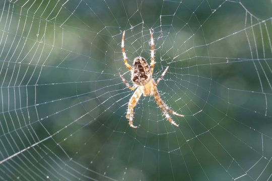 Arachnophobia Images – Browse 50,556 Stock Photos, Vectors, and Video ...