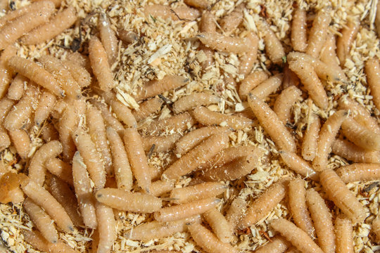 Insect-Maggots Images – Browse 54 Stock Photos, Vectors, and Video ...