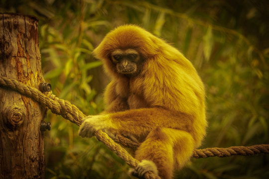 Pawian Bilder – Durchsuchen 249 Archivfotos, Vektorgrafiken und Videos ...