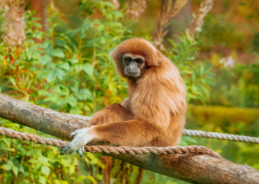 Gibon Bilder – Durchsuchen 186 Archivfotos, Vektorgrafiken und Videos ...