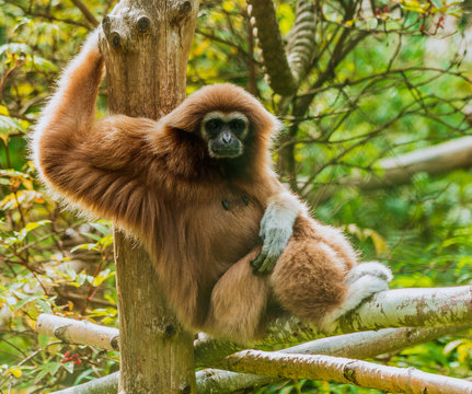 Gibon 이미지 – 찾아보기 154 스톡 사진, 벡터 및 비디오 | Adobe Stock