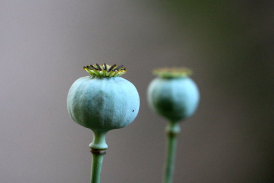 Opium Images – Browse 25 Stock Photos, Vectors, and Video | Adobe Stock