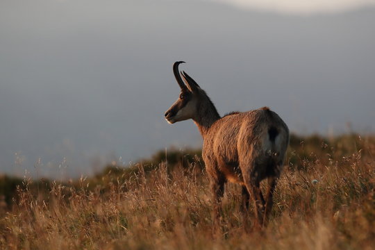 Gemse 이미지 – 찾아보기 1,573 스톡 사진, 벡터 및 비디오 | Adobe Stock