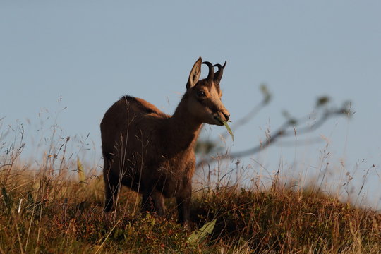 Huntable Images – Browse 971 Stock Photos, Vectors, and Video | Adobe Stock