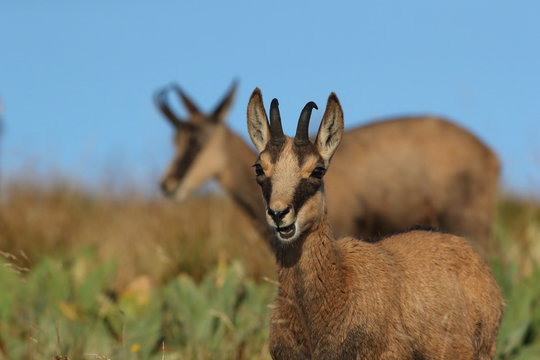 Huntable Images – Browse 971 Stock Photos, Vectors, and Video | Adobe Stock