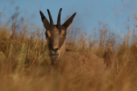 Huntable Images – Browse 971 Stock Photos, Vectors, and Video | Adobe Stock