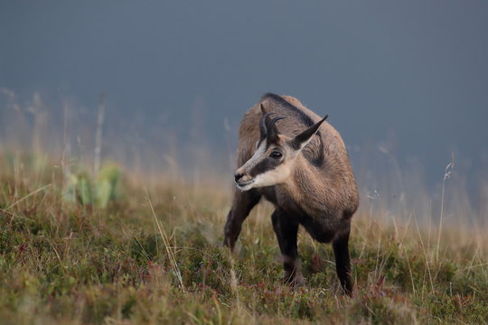 Huntable Images – Browse 971 Stock Photos, Vectors, and Video | Adobe Stock