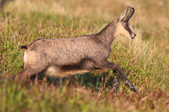 Huntable Images – Browse 971 Stock Photos, Vectors, and Video | Adobe Stock