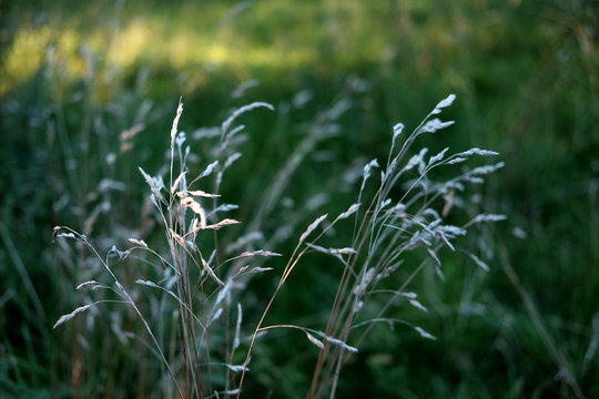 Weidewirtschaft Images – Browse 577 Stock Photos, Vectors, and Video ...