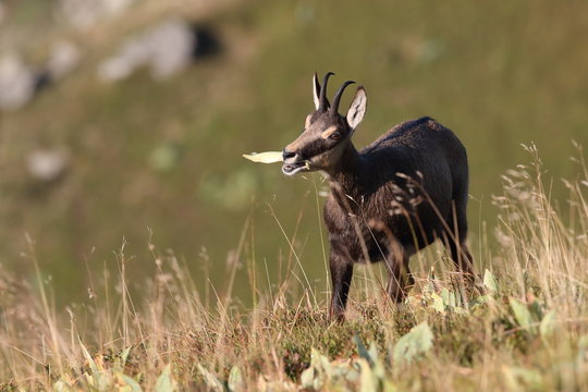 Huntable Images – Browse 971 Stock Photos, Vectors, and Video | Adobe Stock