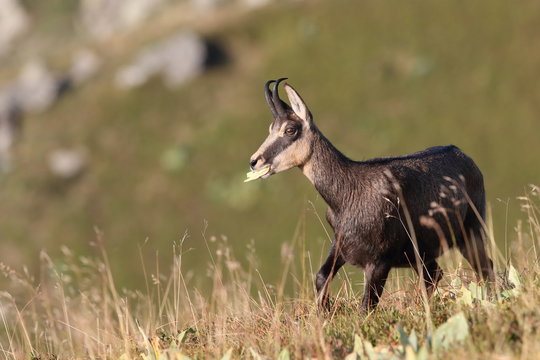 Huntable Images – Browse 971 Stock Photos, Vectors, and Video | Adobe Stock