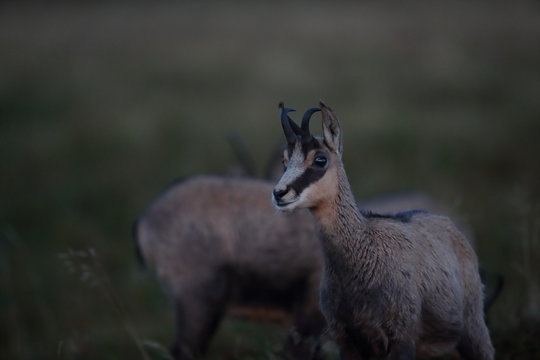 Huntable Images – Browse 971 Stock Photos, Vectors, and Video | Adobe Stock