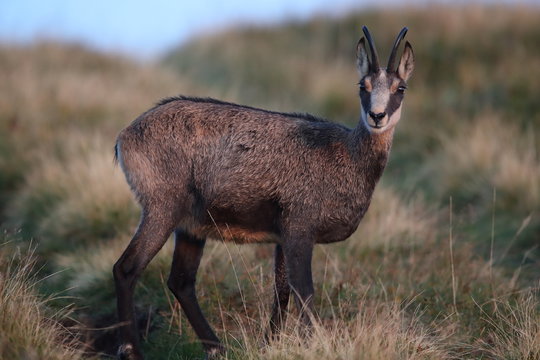 Huntable Images – Browse 971 Stock Photos, Vectors, and Video | Adobe Stock