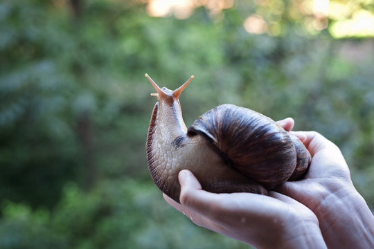 รูปภาพSnall – เลือกดูภาพถ่ายสต็อก เวกเตอร์ และวิดีโอ119 | Adobe Stock