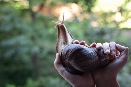 รูปภาพSnall – เลือกดูภาพถ่ายสต็อก เวกเตอร์ และวิดีโอ123 | Adobe Stock