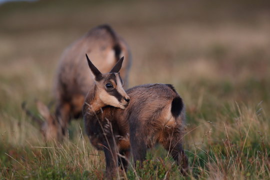 Huntable Images – Browse 971 Stock Photos, Vectors, and Video | Adobe Stock