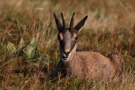 Huntable Images – Browse 971 Stock Photos, Vectors, and Video | Adobe Stock