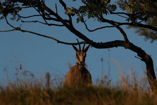 Huntable Images – Browse 971 Stock Photos, Vectors, and Video | Adobe Stock