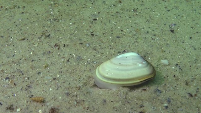 "Donax Trunculus" Images – Browse 406 Stock Photos, Vectors, and Video ...