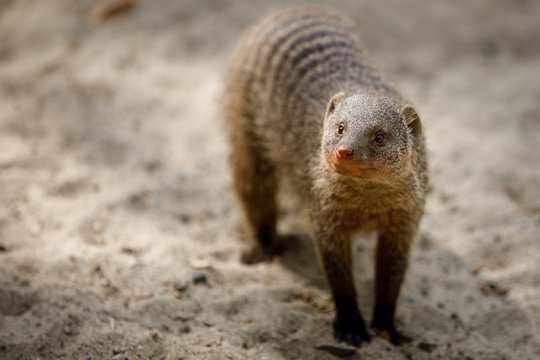 Mongoose bilder – Bläddra bland 39,768 stockfoton, vektorer och videor ...