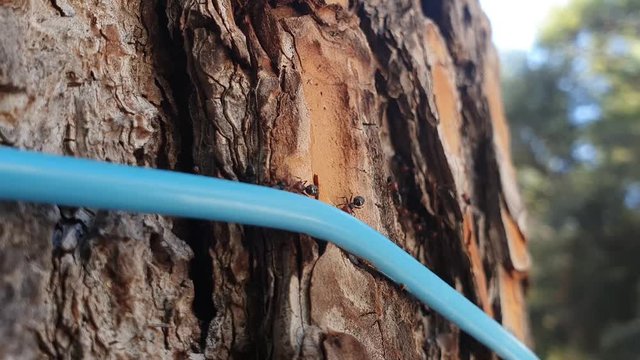 Stumb Images – Browse 116 Stock Photos, Vectors, and Video | Adobe Stock