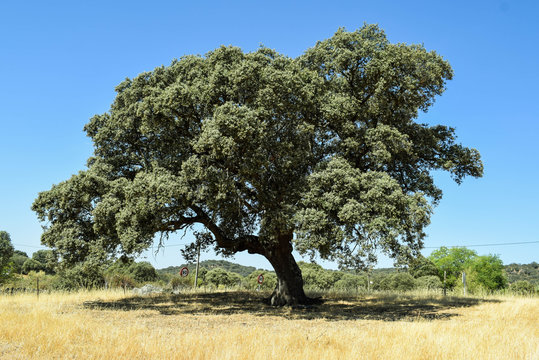 Encina-Bilder: Stock-Fotos & -Videos. | Adobe Stock