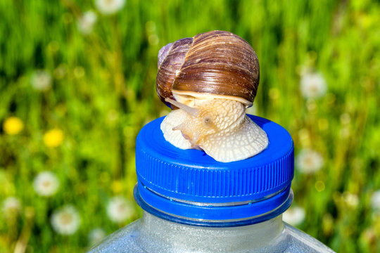 Limacon Images – Browse 37 Stock Photos, Vectors, and Video | Adobe Stock