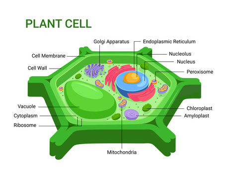 Cytosol Plant Cell