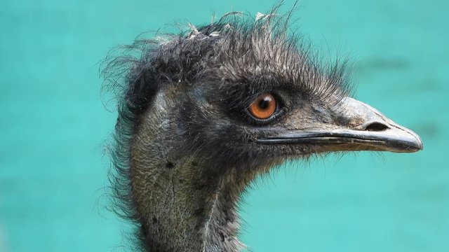 "Emu Face" Images – Browse 200 Stock Photos, Vectors, and Video | Adobe ...