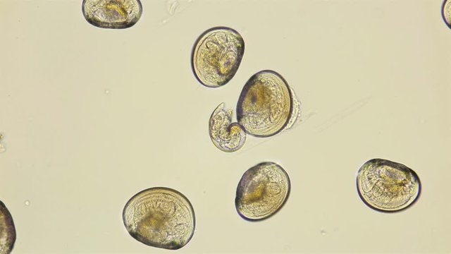 รูปภาพVeliger – เลือกดูภาพถ่ายสต็อก เวกเตอร์ และวิดีโอ149 | Adobe Stock