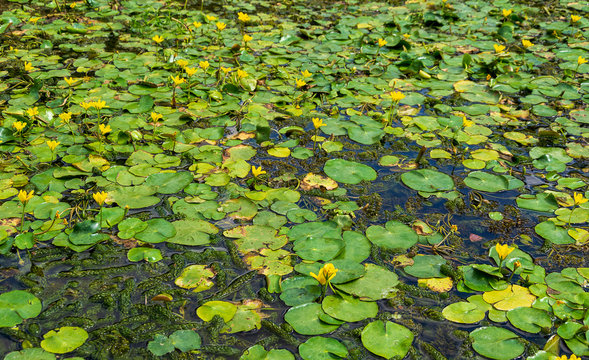 รูปภาพCaduc – เลือกดูภาพถ่ายสต็อก เวกเตอร์ และวิดีโอ246 | Adobe Stock