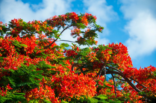 Blue Flamboyant Tree