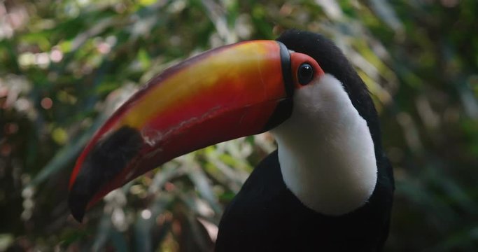 Tukan Video-Footage – Durchsuchen 11 HD-Archivvideos und Footage ...