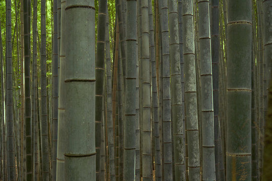 Adashi Images – Browse 55 Stock Photos, Vectors, and Video | Adobe Stock