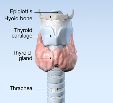 Epiglottis Model