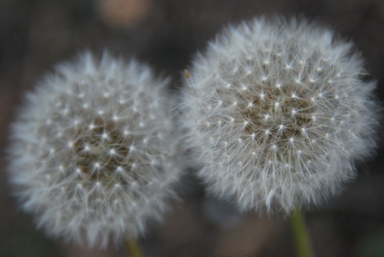 Pustel Images – Browse 62 Stock Photos, Vectors, and Video | Adobe Stock