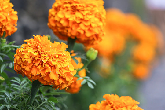 Cempazuchitl 画像 - 参照 382 Stock 写真、ベクターおよびビデオ | Adobe Stock