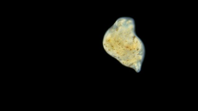 Convoluta Images – Browse 48 Stock Photos, Vectors, and Video | Adobe Stock