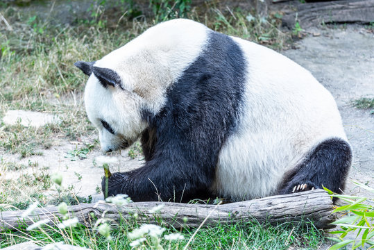 Sad Panda Images – Browse 1,939 Stock Photos, Vectors, and Video ...