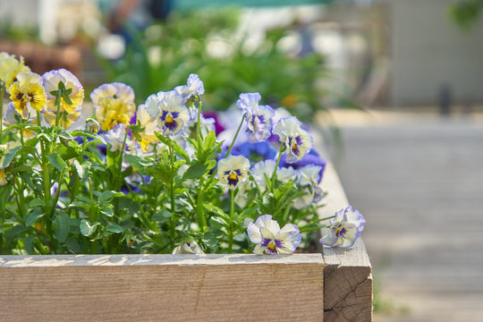 รูปภาพPancy – เลือกดูภาพถ่ายสต็อก เวกเตอร์ และวิดีโอ427 | Adobe Stock