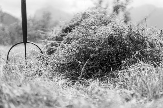 Heuen Bilder – Durchsuchen 225 Archivfotos, Vektorgrafiken und Videos ...