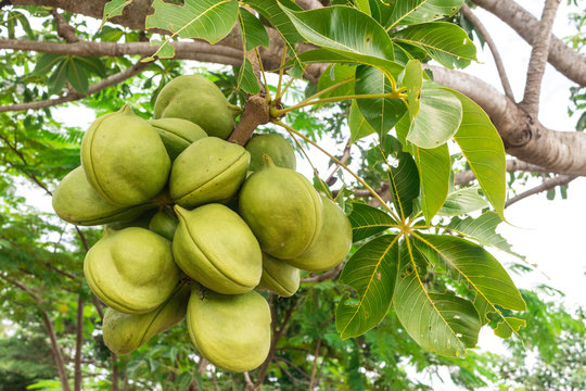 Pinari Images – Browse 52 Stock Photos, Vectors, and Video | Adobe Stock