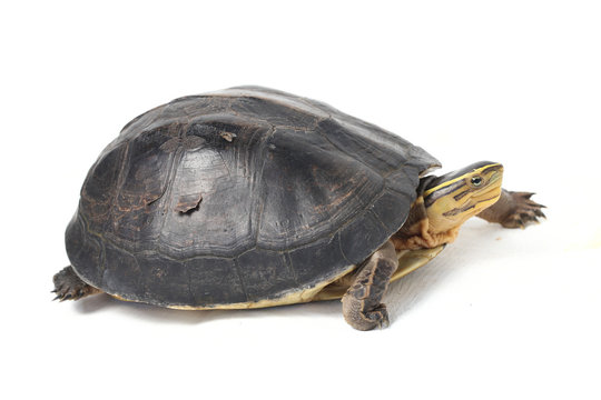 Malayan Box Turtle